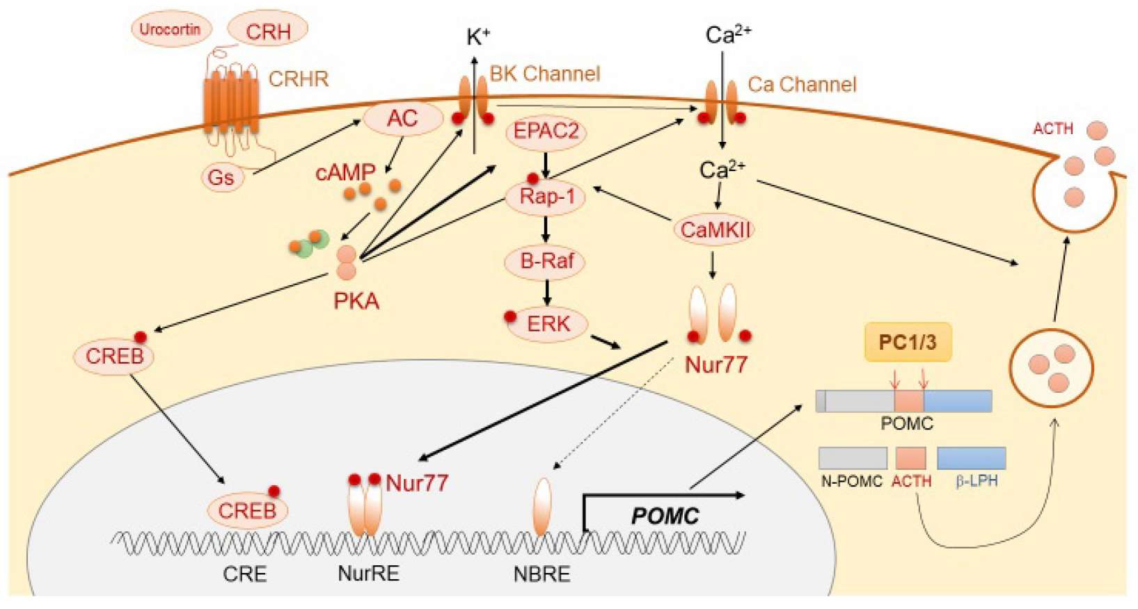 Adrenocorticotropic Hormone - Creative Diagnostics