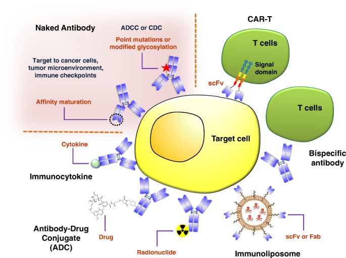 Advanced Monitoring Techniques for Therapeutic Monoclonal Antibody ...
