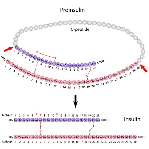 An Overview of C-Peptide - Creative Diagnostics