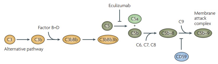 An Overview Of Eculizumab Creative Diagnostics