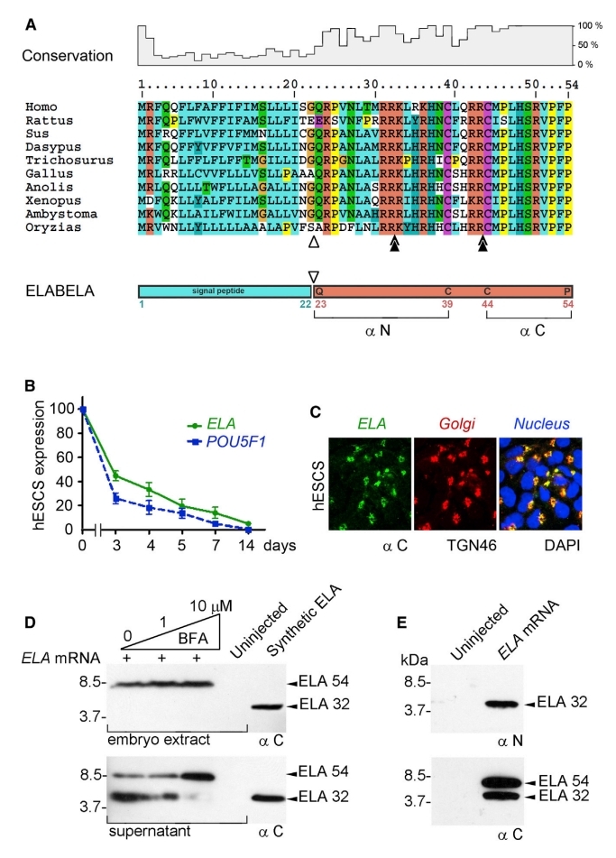 An Overview of Elabela - Creative Diagnostics