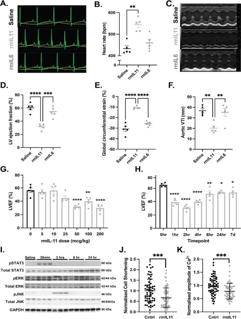 An Overview of IL-11 - Creative Diagnostics