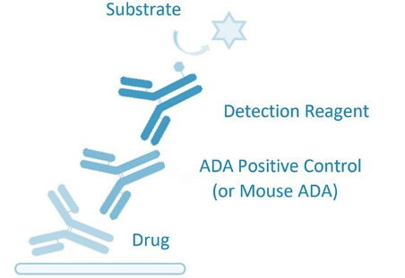 PharmEIA™ Generic ADA Kit - Creative Diagnostics