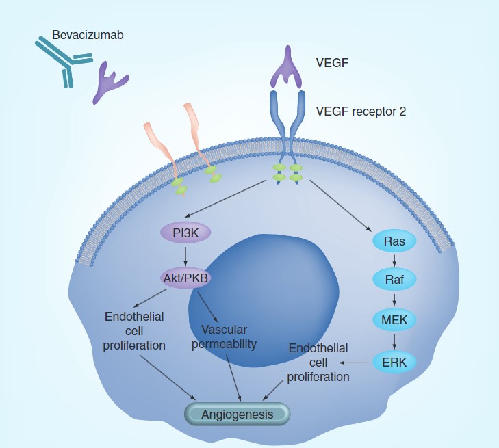 Bevacizumab - Creative Diagnostics