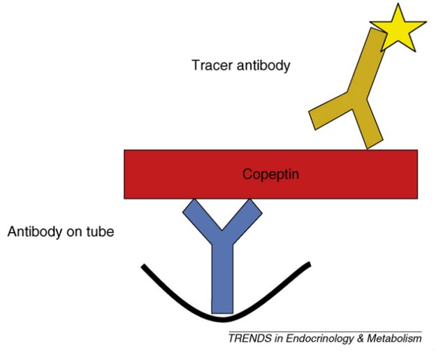Copeptin - Creative Diagnostics