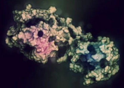 Human Anti-Elastase IgG Quantitative Detection ELISA Kit - Creative Diagnostics