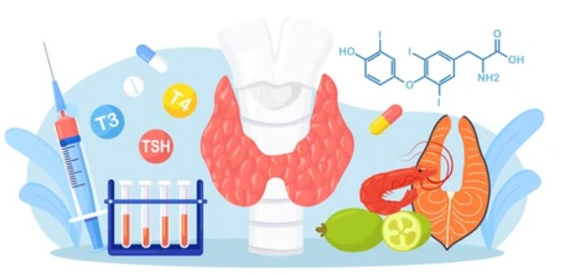 Human Ultrasensitive thyroid-stimulating hormone ELISA kit - Creative ...