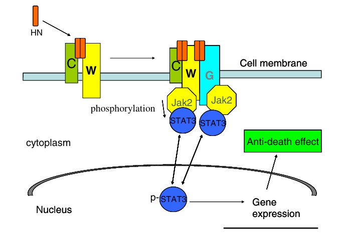 Humanin and Humanin Receptor - Creative Diagnostics