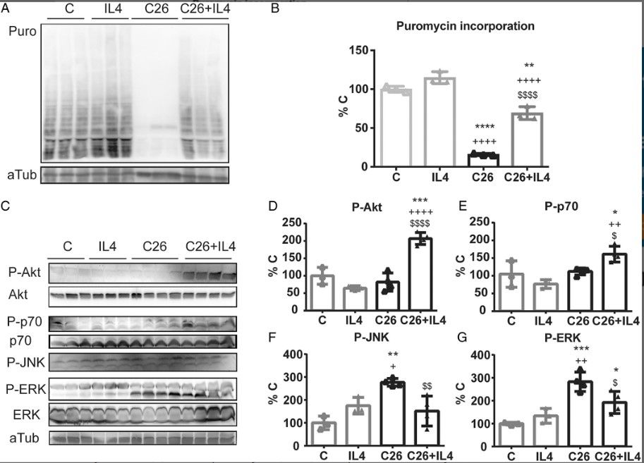 IL-4 Biological Functions - Creative Diagnostics