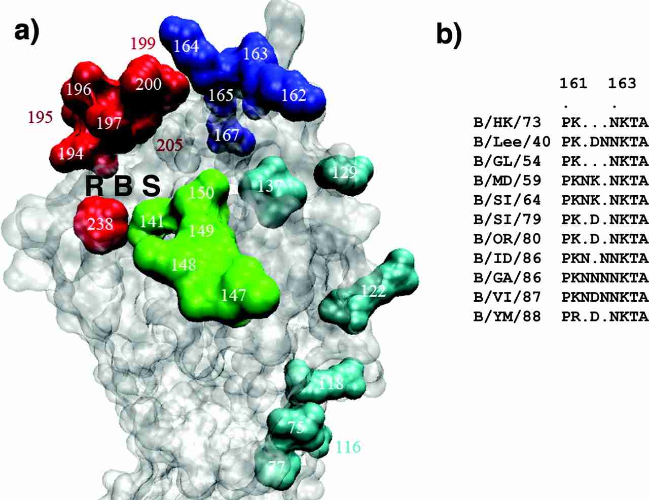 Influenza B Virus Hemagglutinin - Creative Diagnostics
