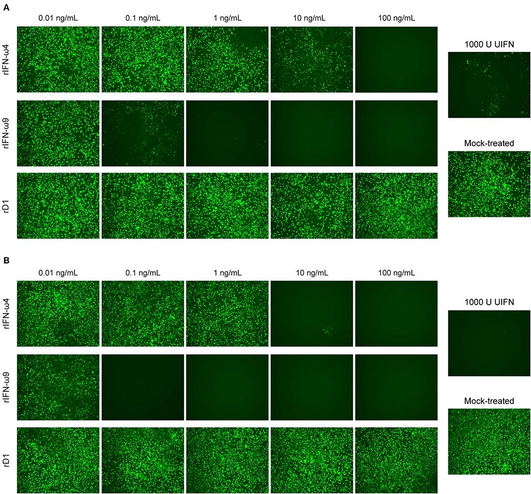 Interferon-omega (IFN-ω) Applications - Creative Diagnostics