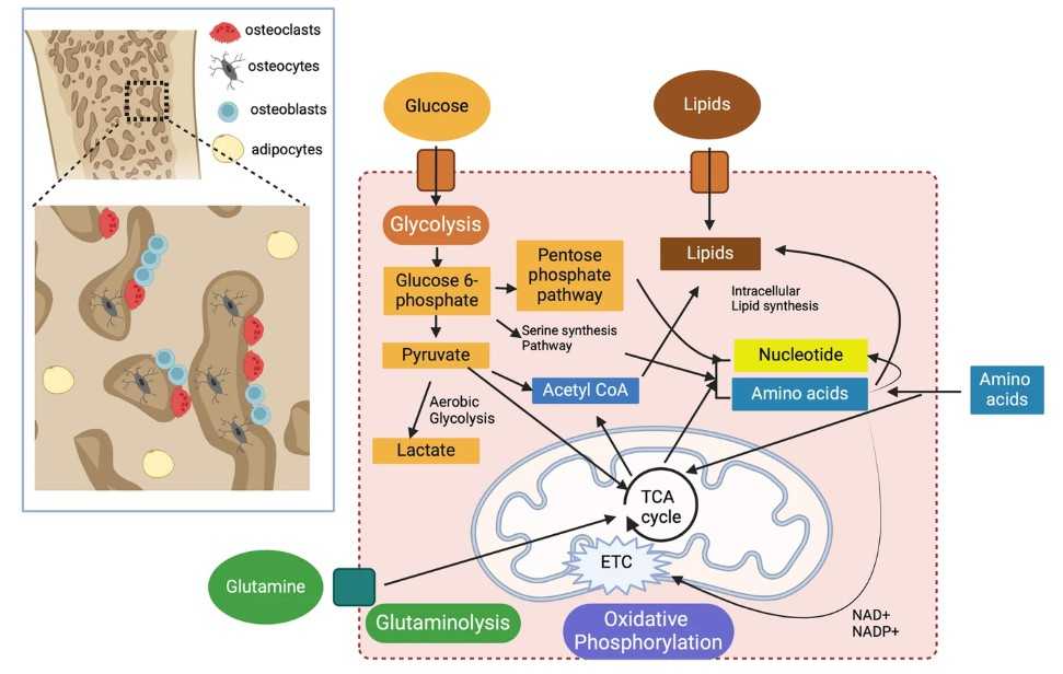 Optimizing Bone Metabolism Therapy Through Drug Monitoring - Creative ...