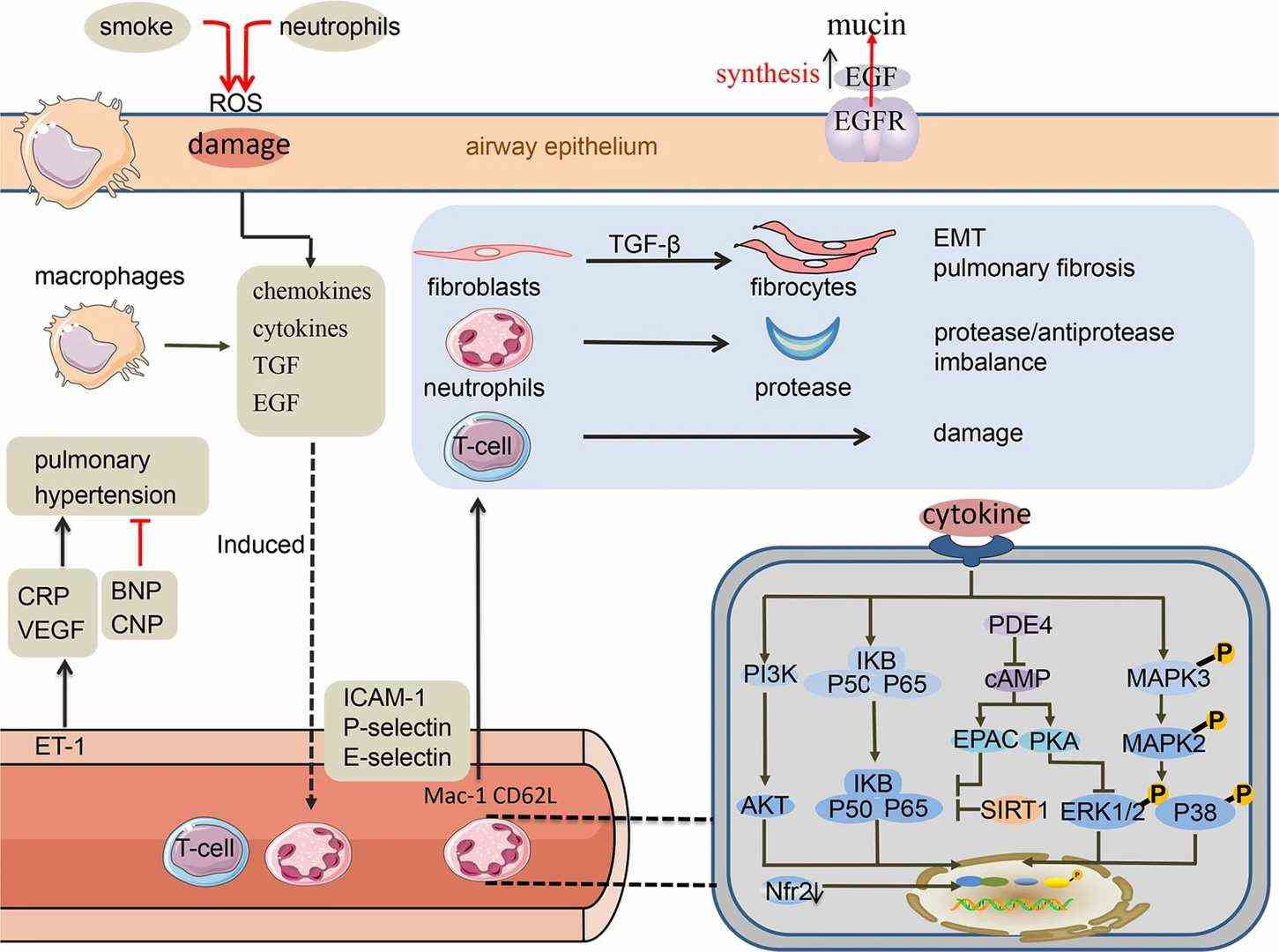 Optimizing COPD Management: The Role of Therapeutic Drug Monitoring ...
