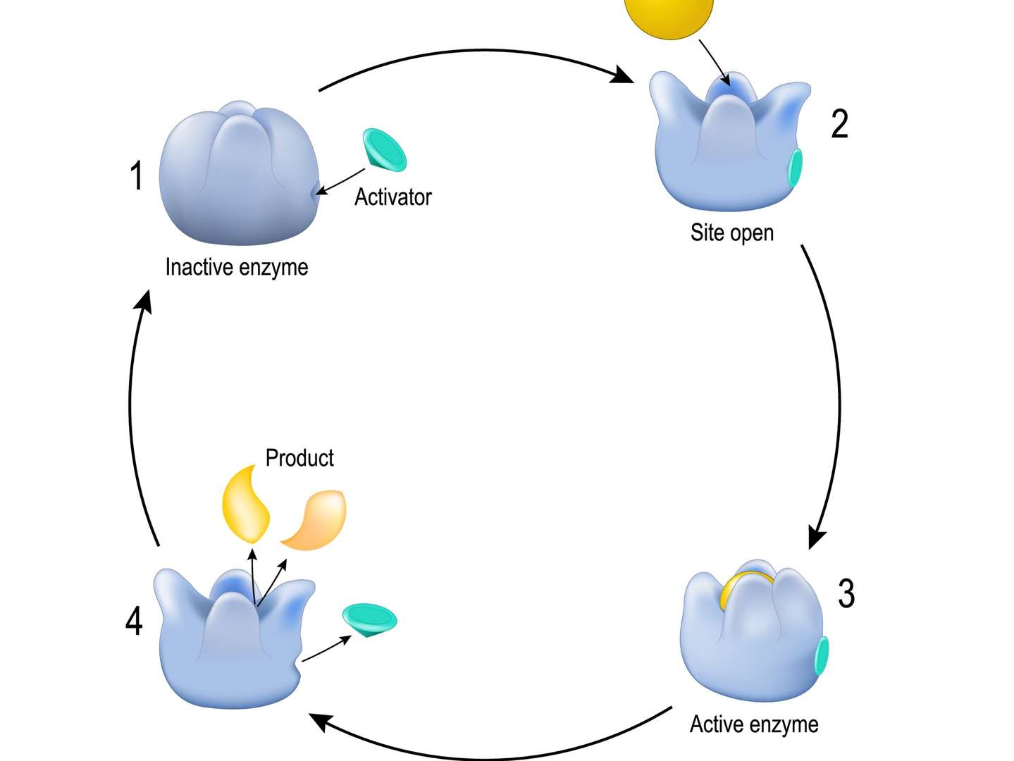 Protein Drugs Monitoring - Creative Diagnostics