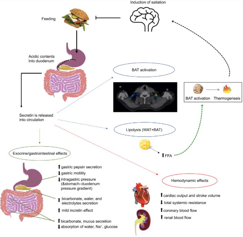 Secretin - Creative Diagnostics