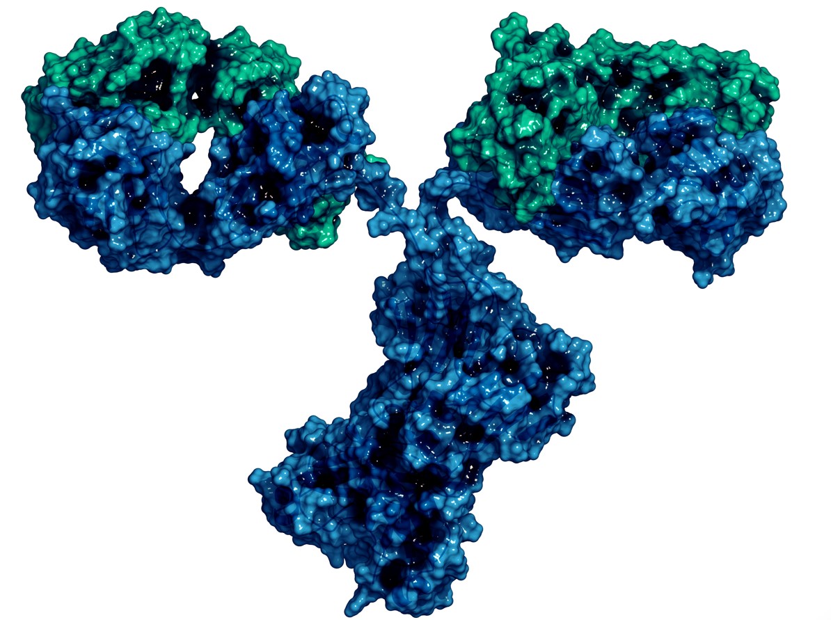 The Crucial Role of Monitoring in Trastuzumab Therapy - Creative ... The Crucial Role of Monitoring in Trastuzumab Therapy - Creative ...