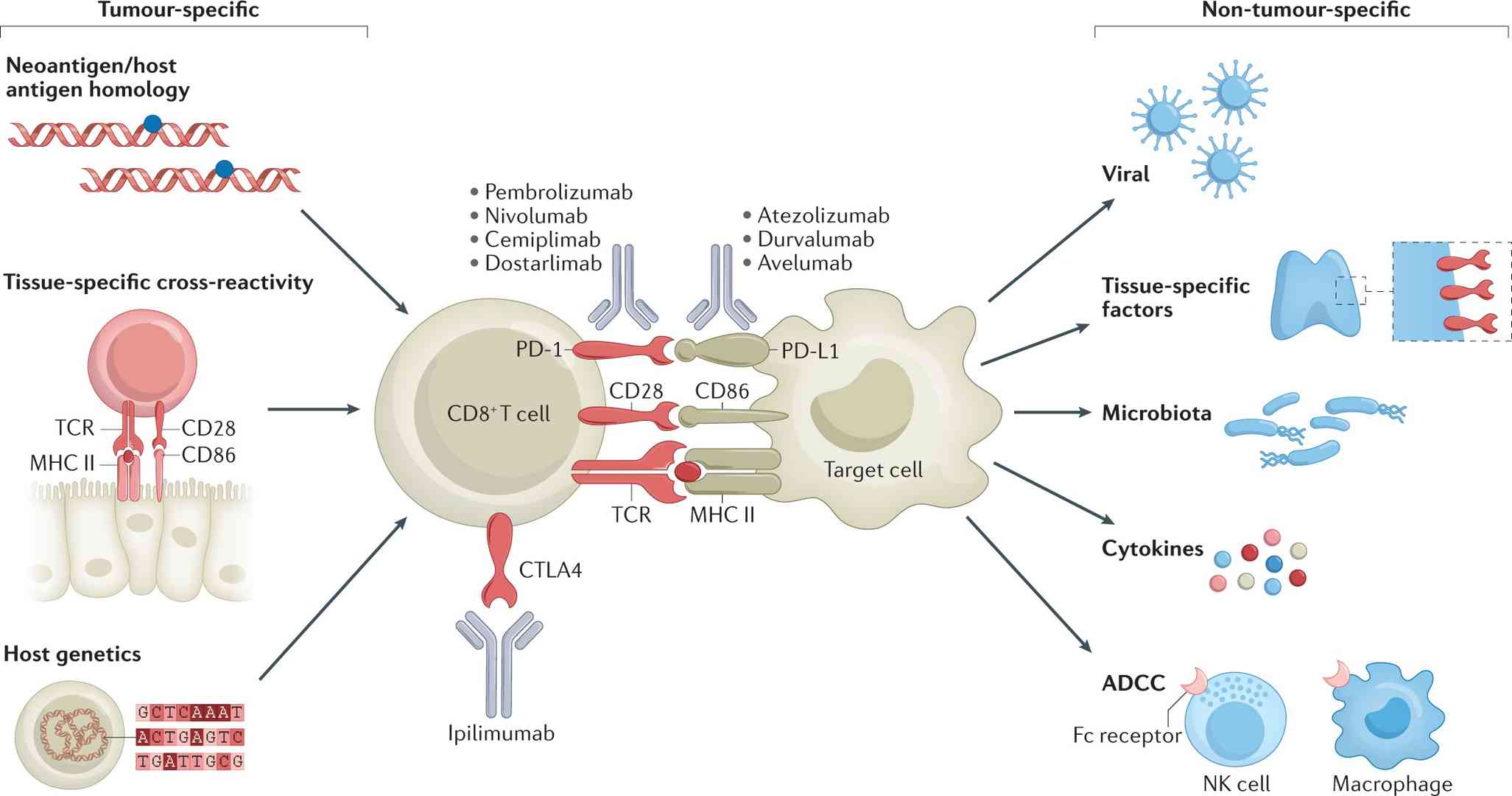 Therapeutic Drug Monitoring for Immune Checkpoint Inhibitors - Creative ...