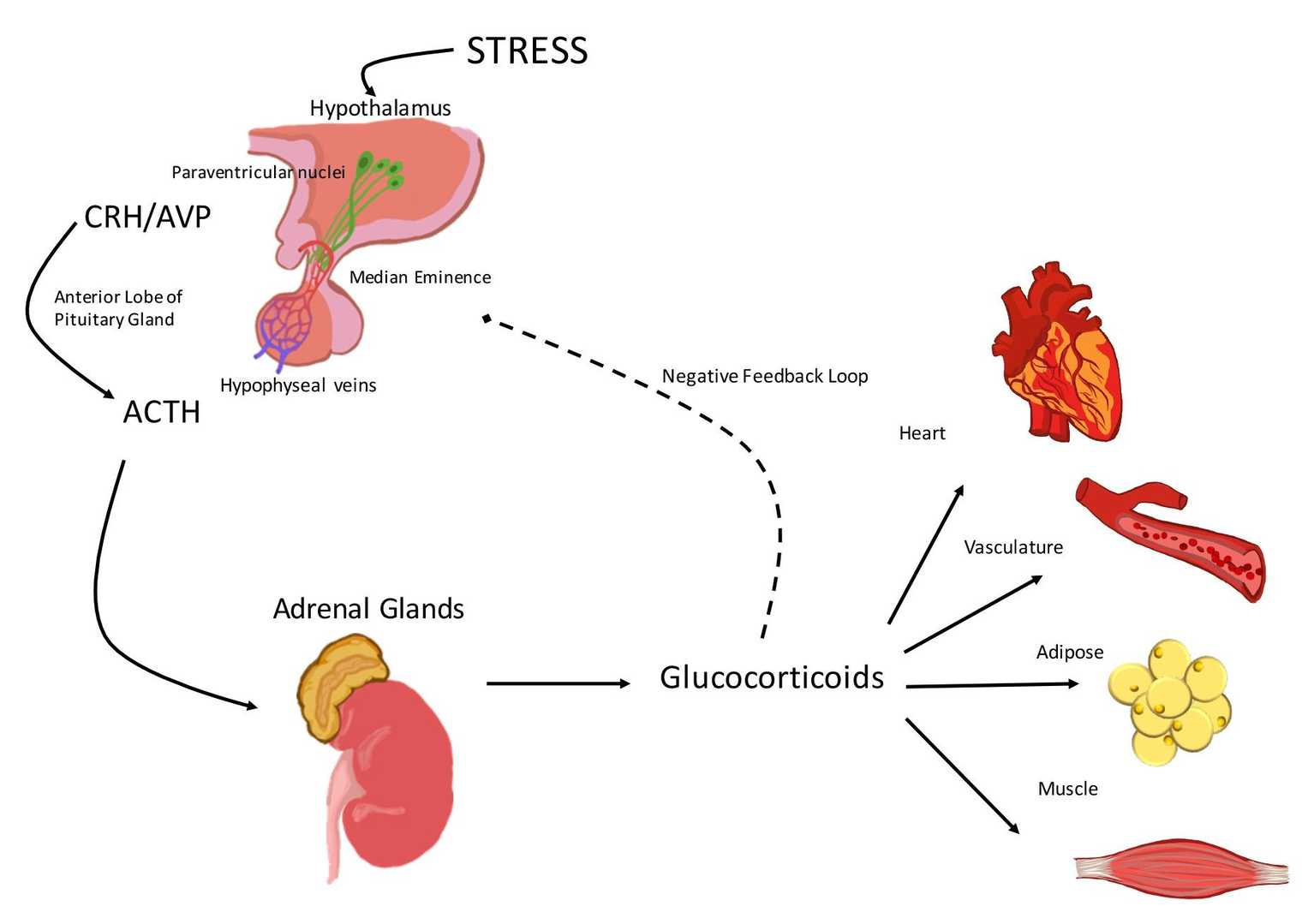 Therapeutic Drug Monitoring of HPA Axis Hormones - Creative Diagnostics